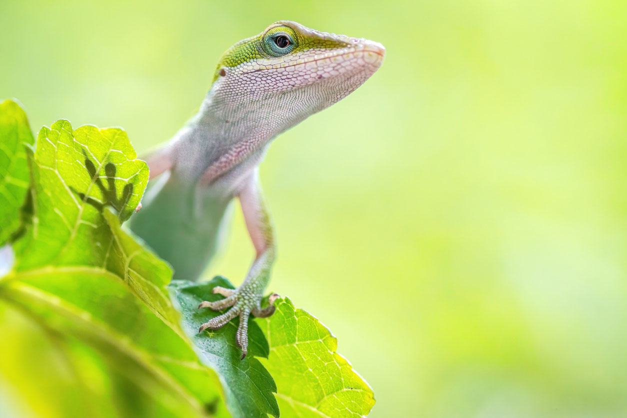 How to Outsmart GEICO Adjusters After a Texas Car Accident | The Law Offices of Omar Khawaja